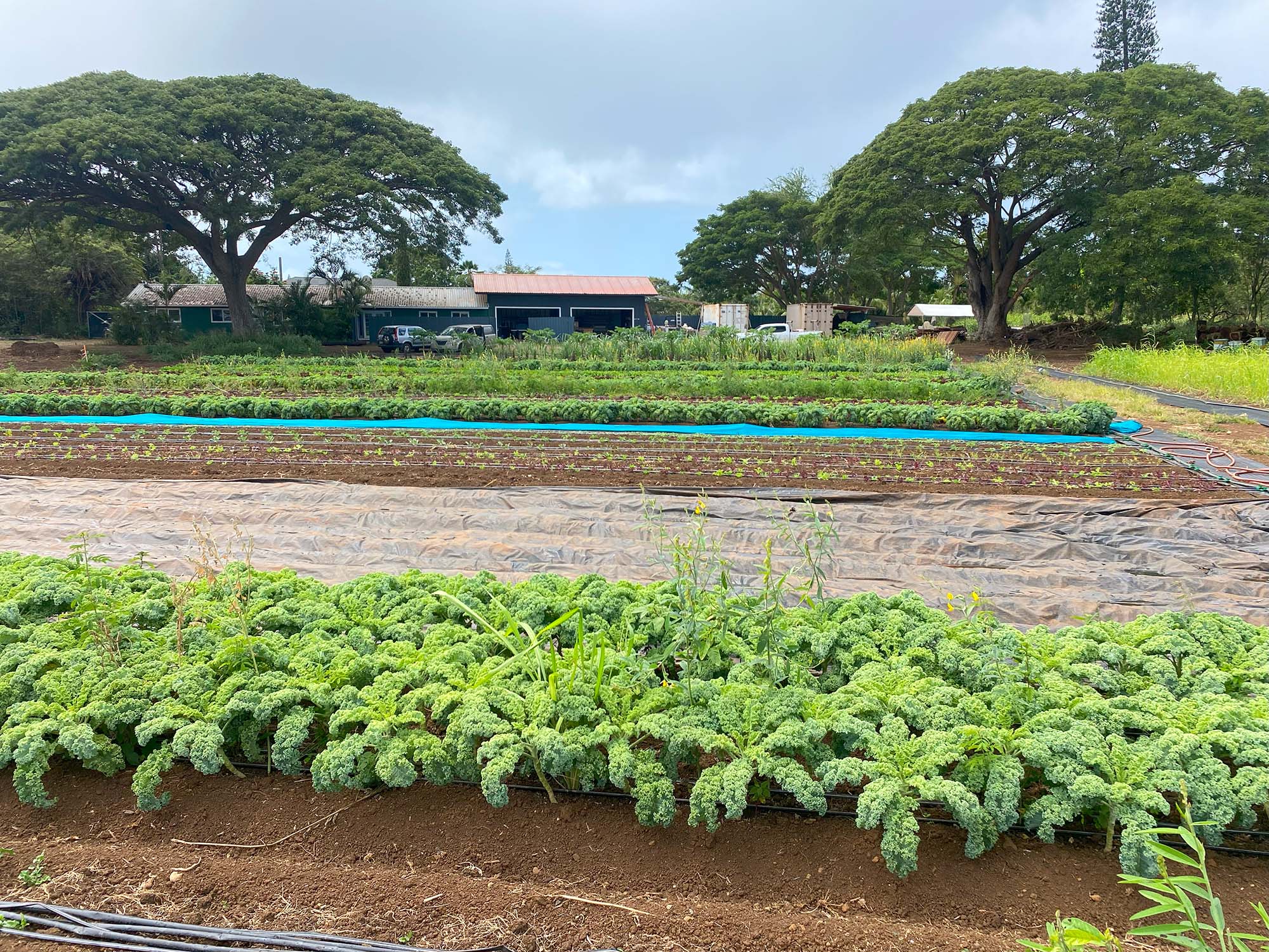Fertigation with Liquid Tankage and Compost Tea | Farmer Learning