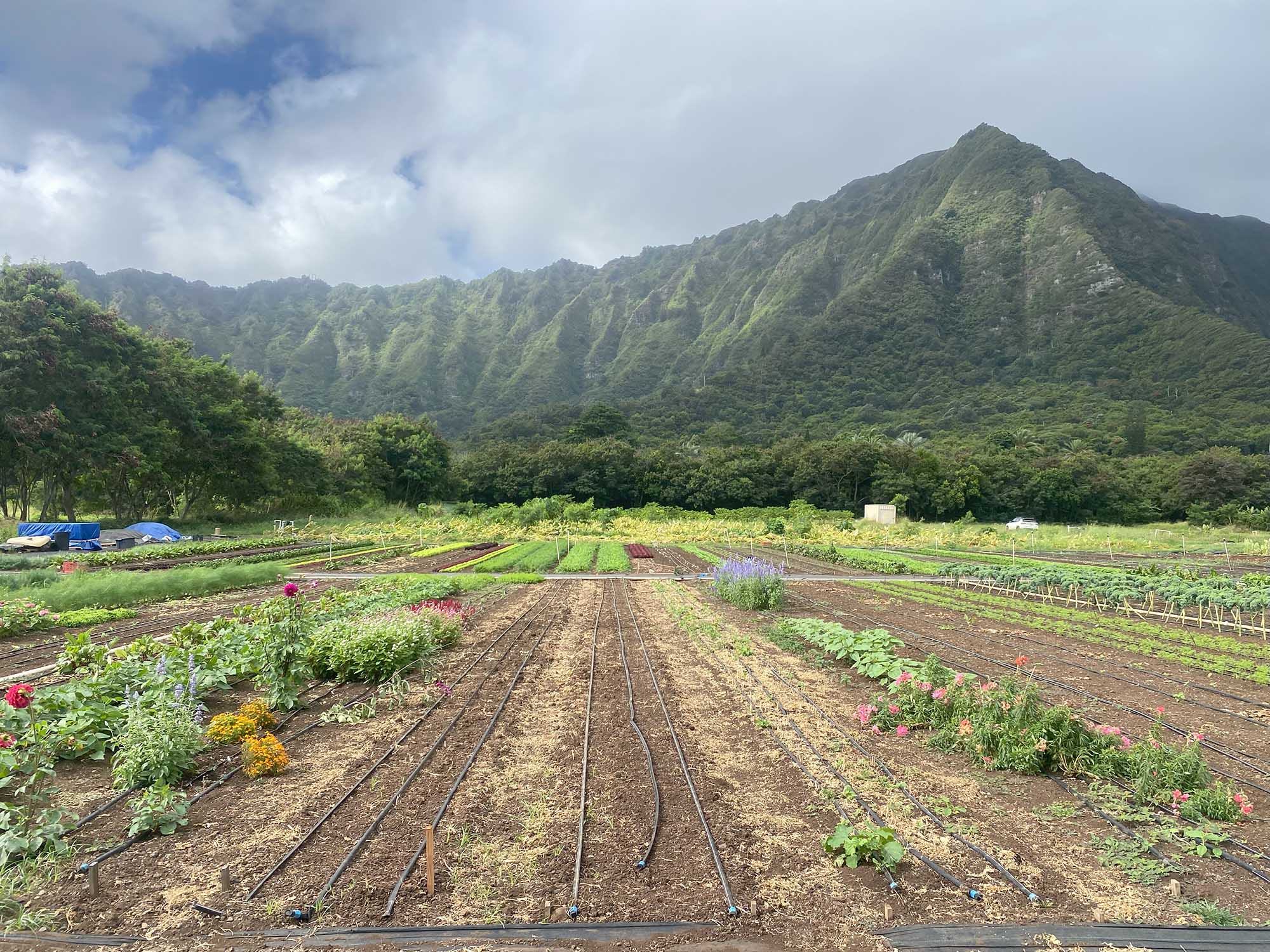Compost Tea Fertigation and Foliar Spray | Farmer Learning